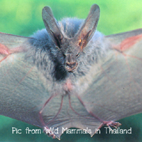 ชนิดค้างคาวในประเทศไทย (Thai Bat Species)